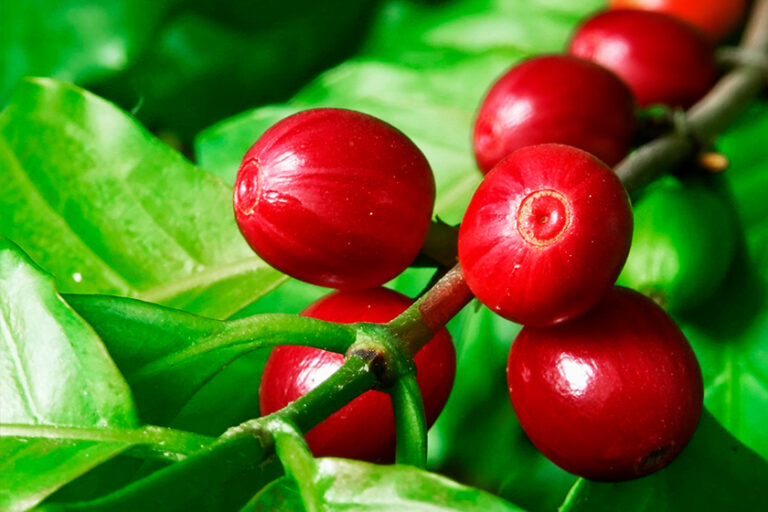 FUTRON 3.0 WP - Disagro El Salvador